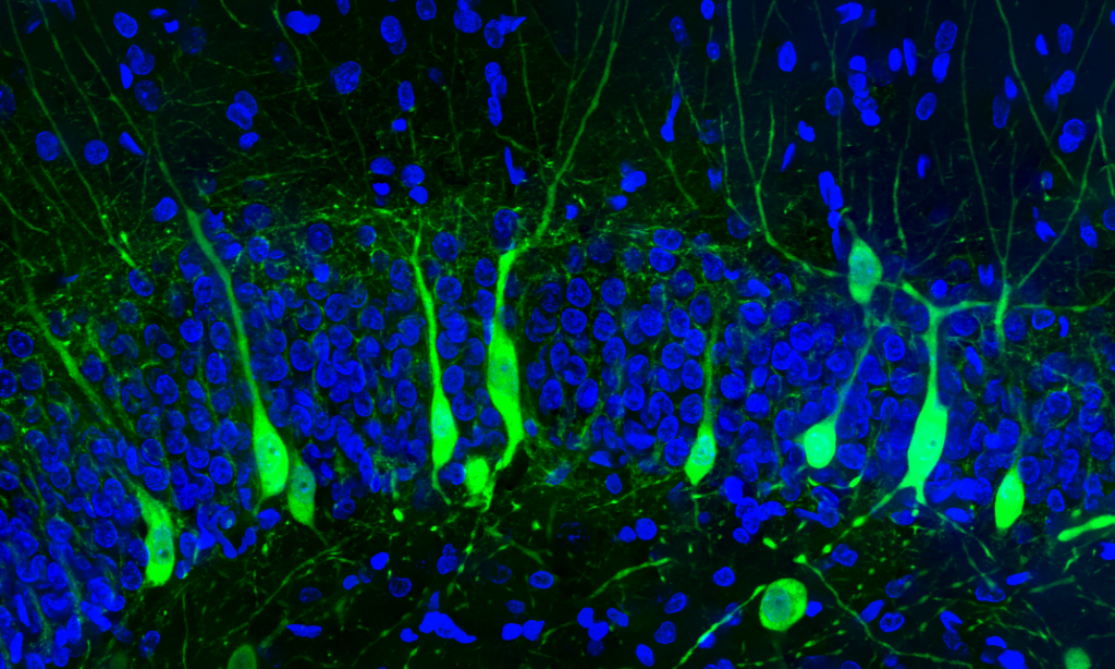 Techniques – Christie Lab