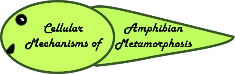 Ongoing Projects – Helbing Lab