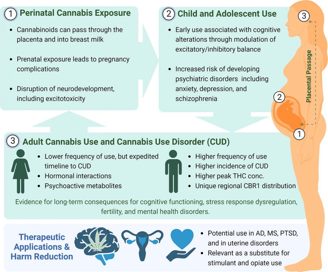 Women are Taking the Hit: Examining the Unique Consequences of Cannabis ...